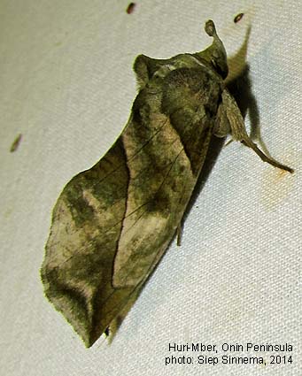 Papua Insects Foundation (Lepidoptera/Erebidae (Calpinae, Ophiderini ...